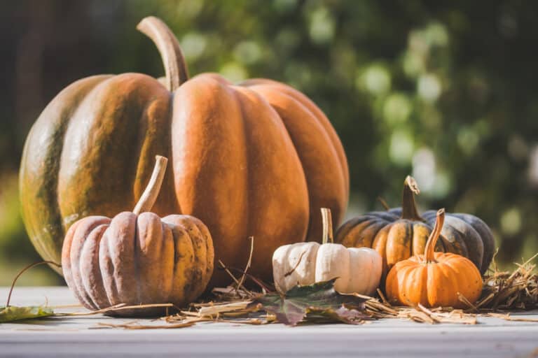 10 Expert Tips for an Outstanding Pumpkin Patch Photoshoot