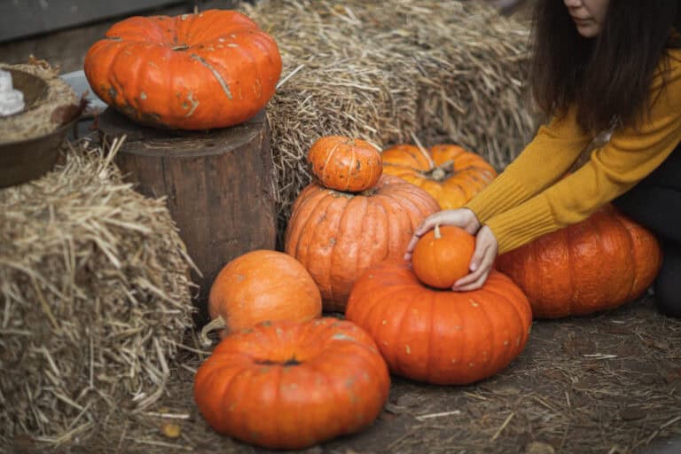 Uncovering the Origins of Pumpkin Patches | Mr. Bones Pumpkin Patch
