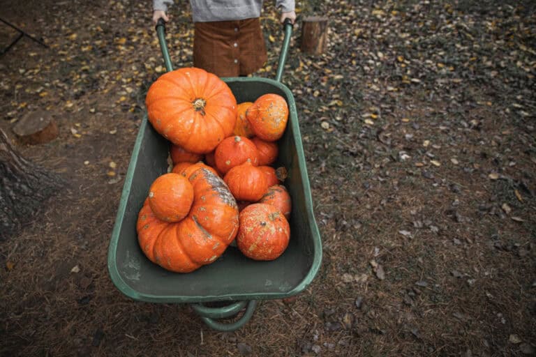 Uncovering the Origins of Pumpkin Patches | Mr. Bones Pumpkin Patch