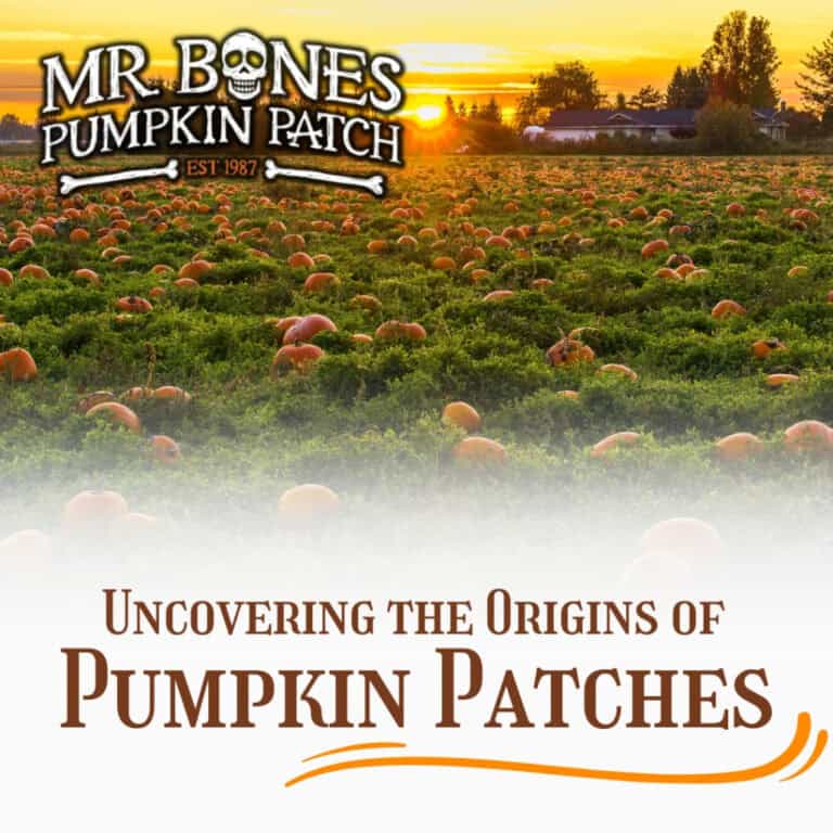 Uncovering the Origins of Pumpkin Patches | Mr. Bones Pumpkin Patch