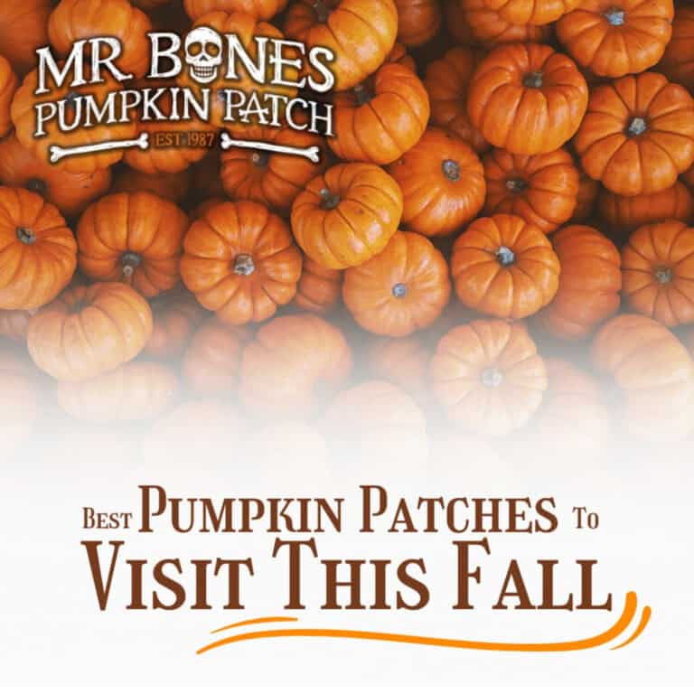 Best Pumpkin Patches to Visit This Fall | Mr. Bones Pumpkin Patch
