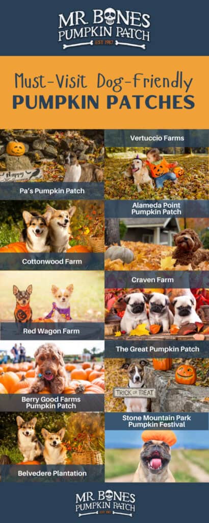 Top Dog-Friendly Pumpkin Patches You Must Visit | Mr. Bones Pumpkin Patch