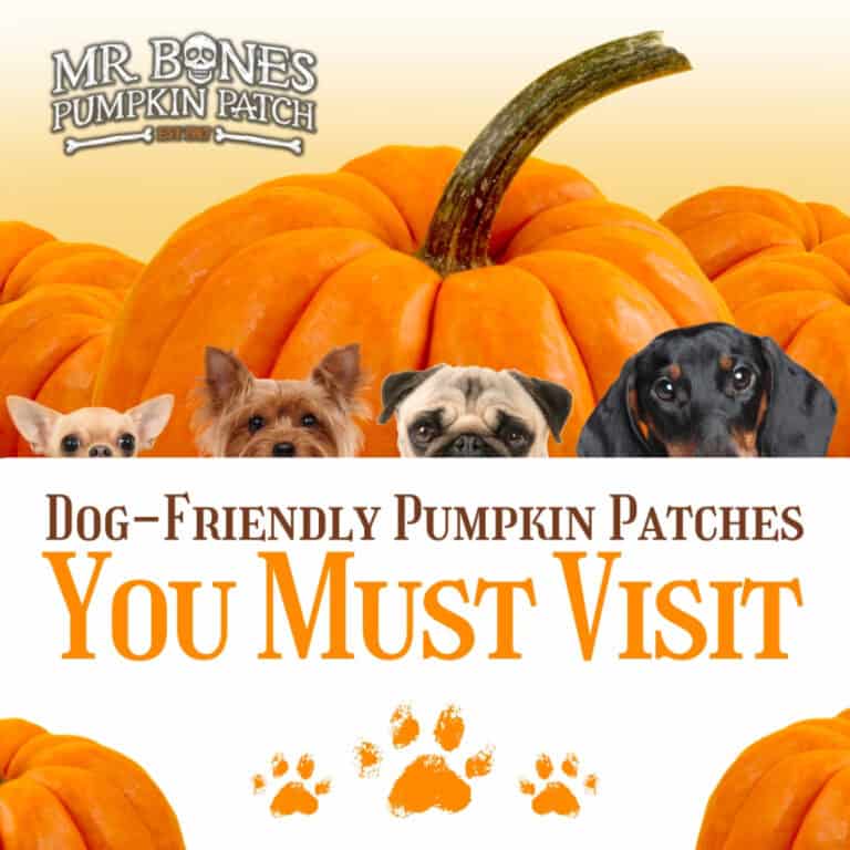 Top Dog-Friendly Pumpkin Patches You Must Visit | Mr. Bones Pumpkin Patch