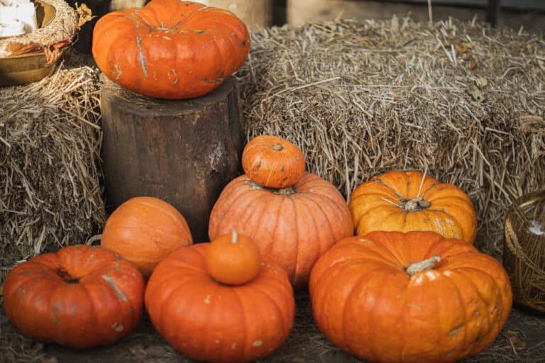 7 Fun Pumpkin Patch Games and Activities for Kids | Mr. Bones Pumpkin Patch